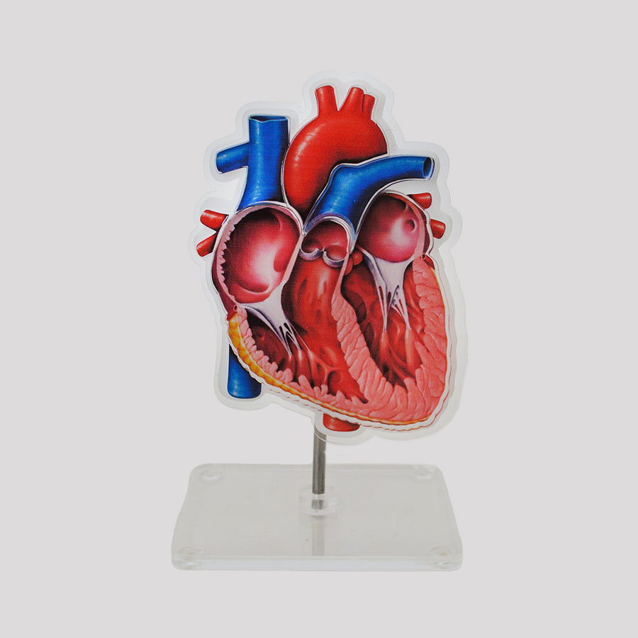 human heart display