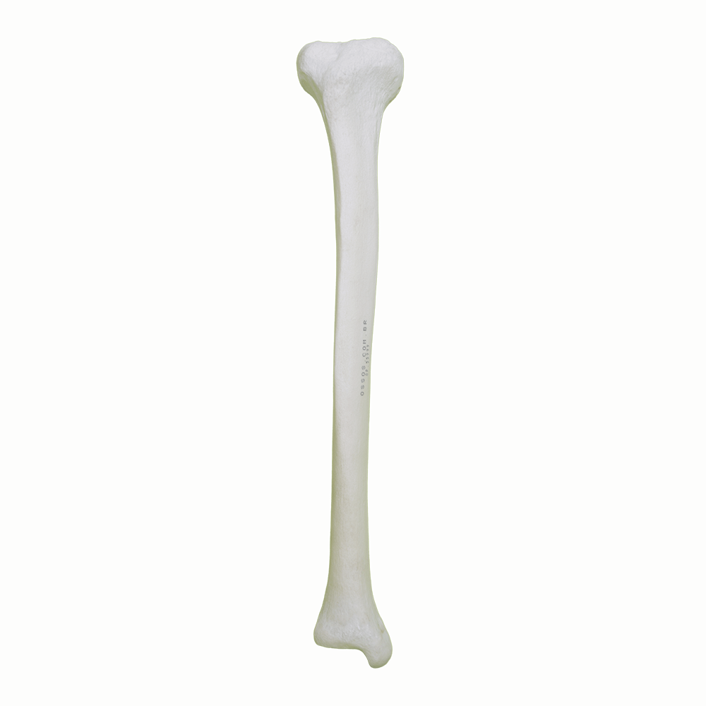 real tibia