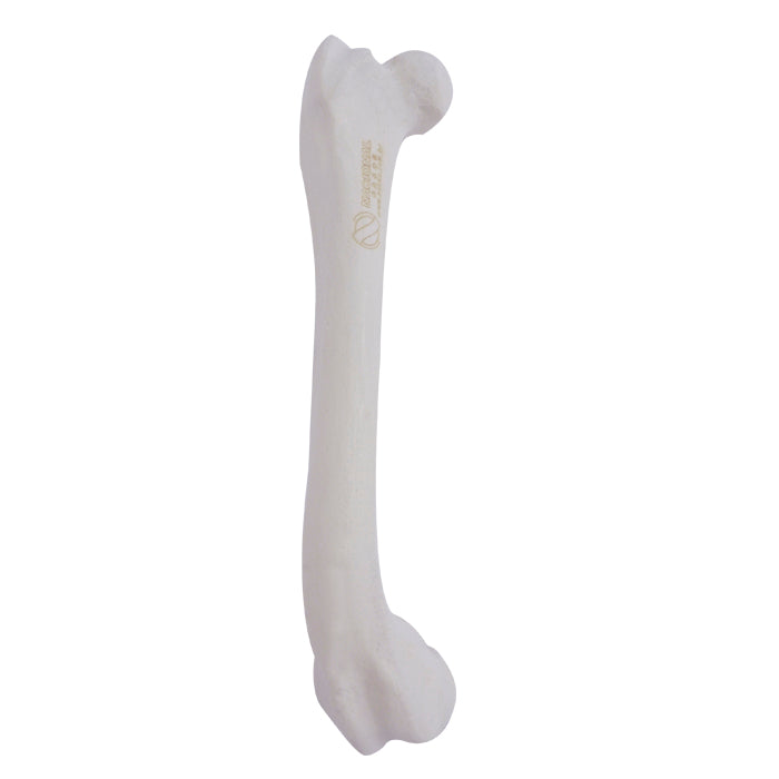 12686 - RIGHT CANINE FEMUR WITH MED. CANAL, CANC. MATERIAL AND DISTAL